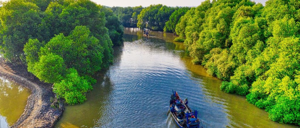 Restoring Mangroves: Overcoming Challenges and Strategies for Successful Mangrove Restoration ...